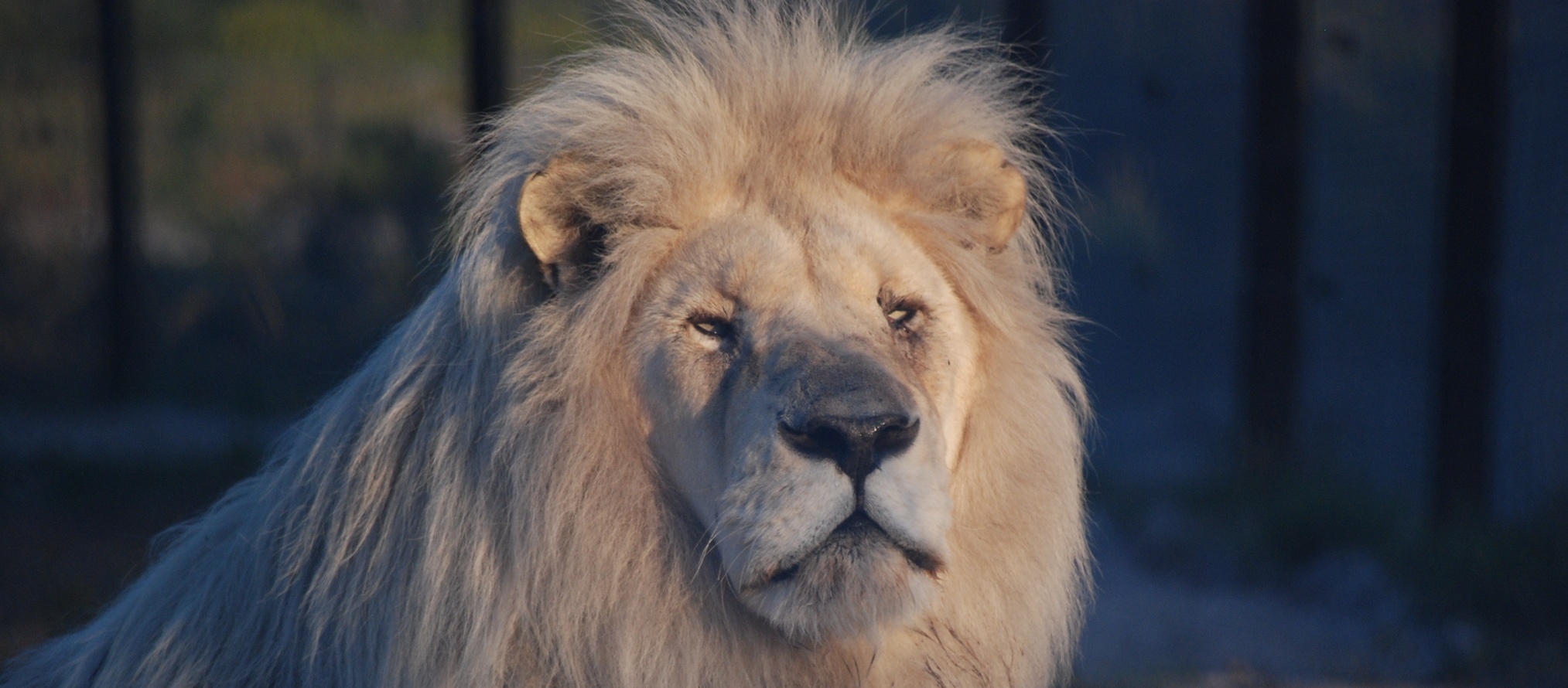 Goodbye Galaxy, proud strong lion