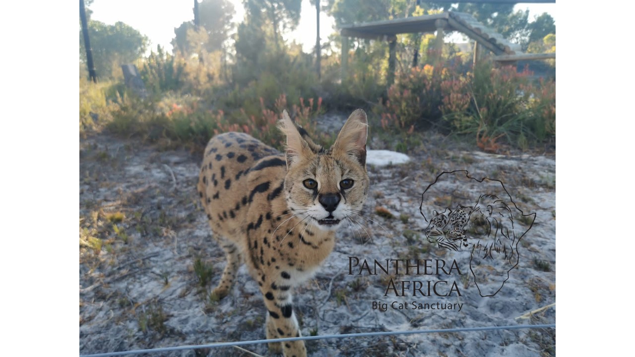 Servals finally transported to their new forever home - Panthera Africa